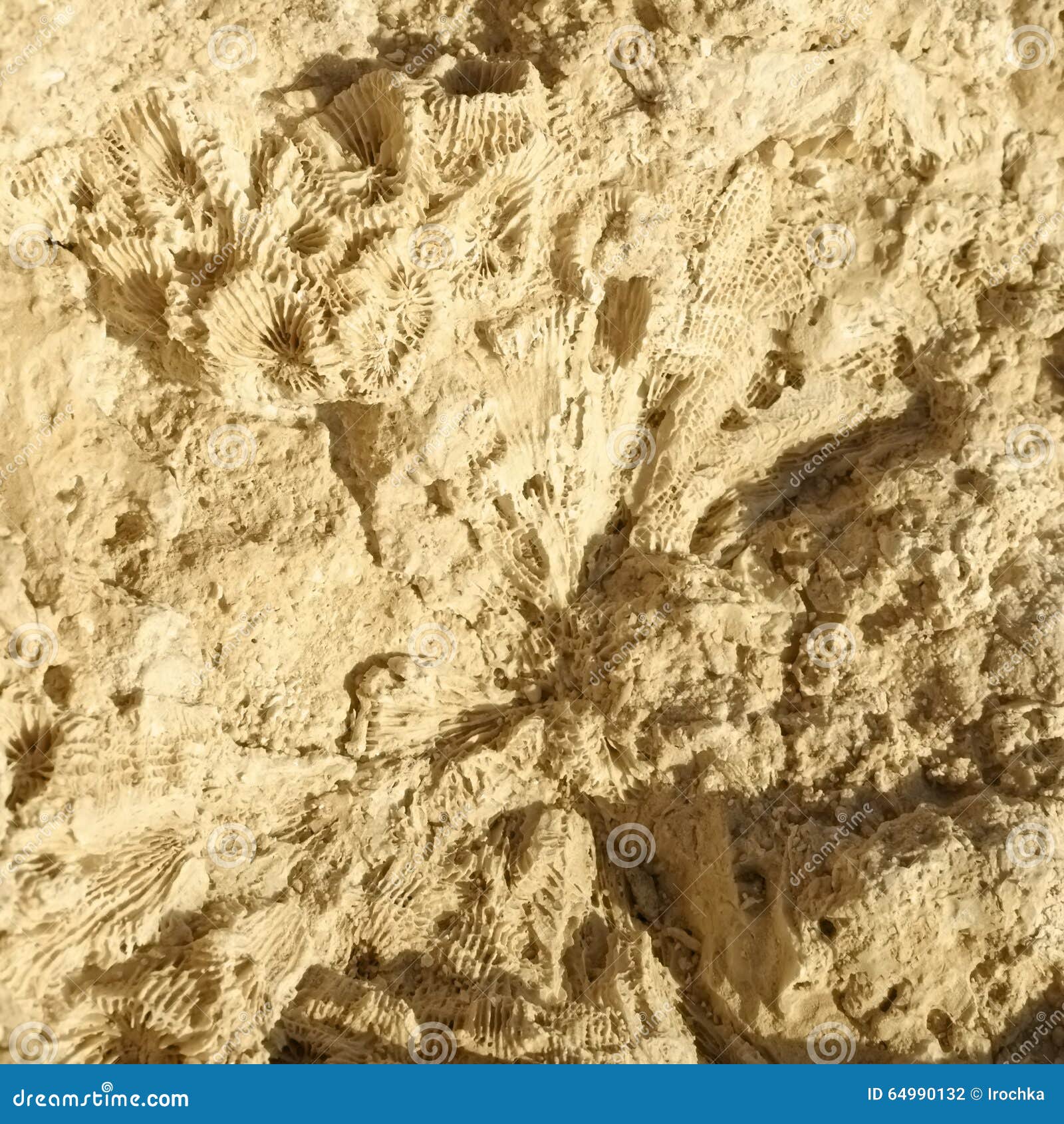 Corals Of The Red Sea In The Coastal Zone. Stock Image | CartoonDealer ...