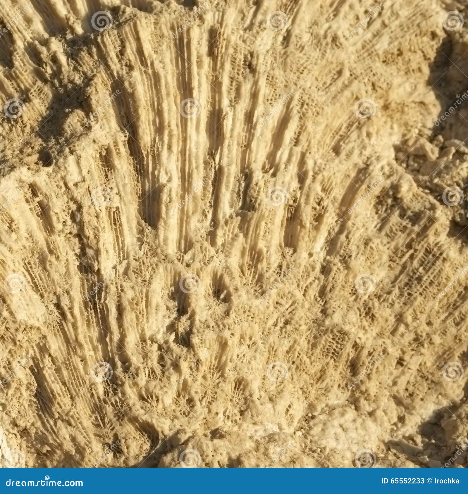 Texture Formed by the Corals in Coastal Limestone. Stock Image - Image ...