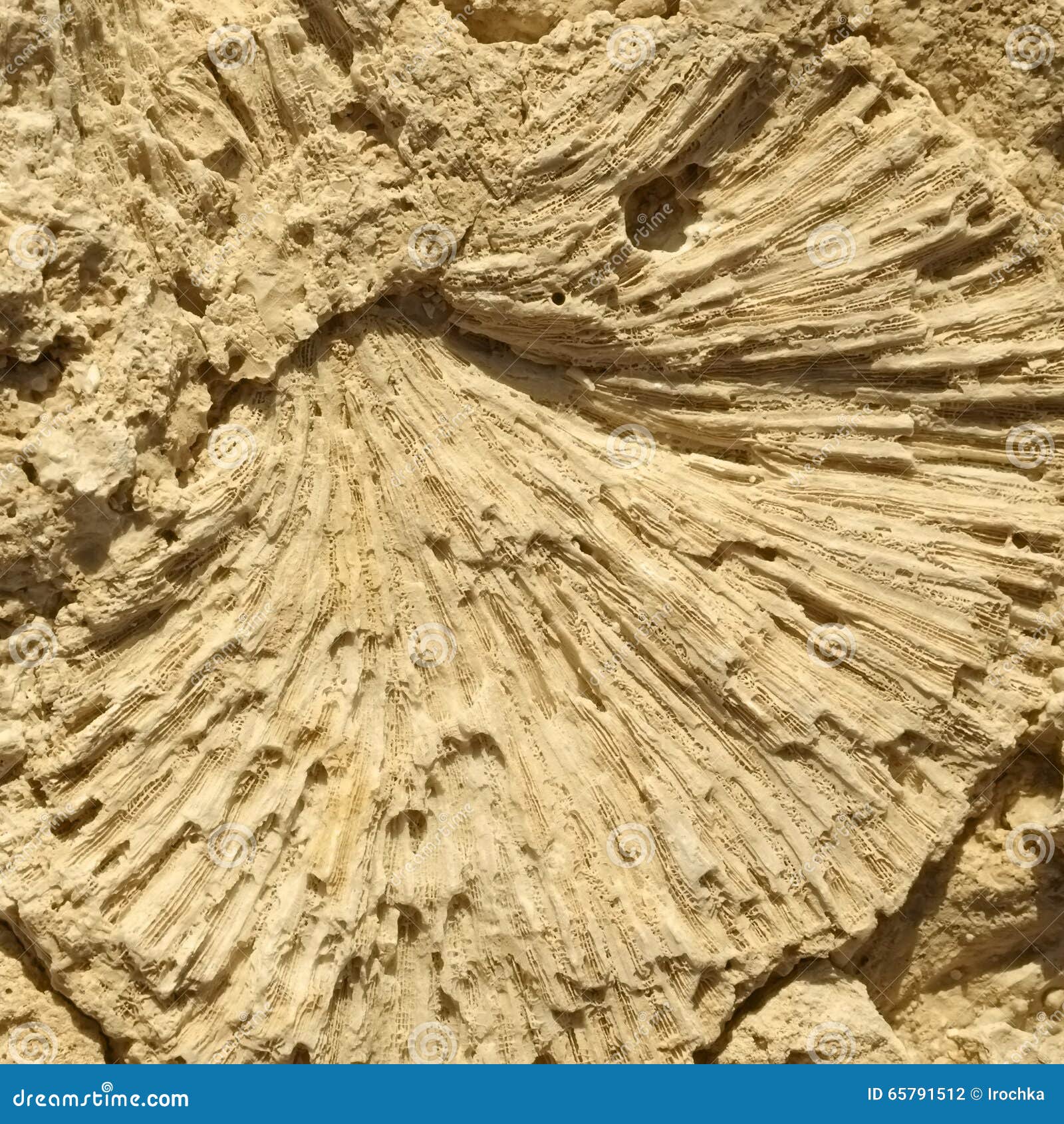Texture Formed by the Corals in Coastal Limestone. Stock Photo - Image ...