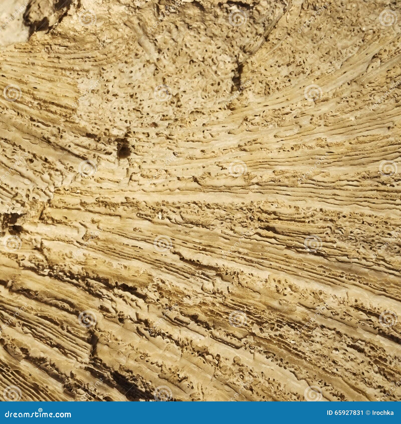 Texture Formed by the Corals in Coastal Limestone. Stock Image - Image ...