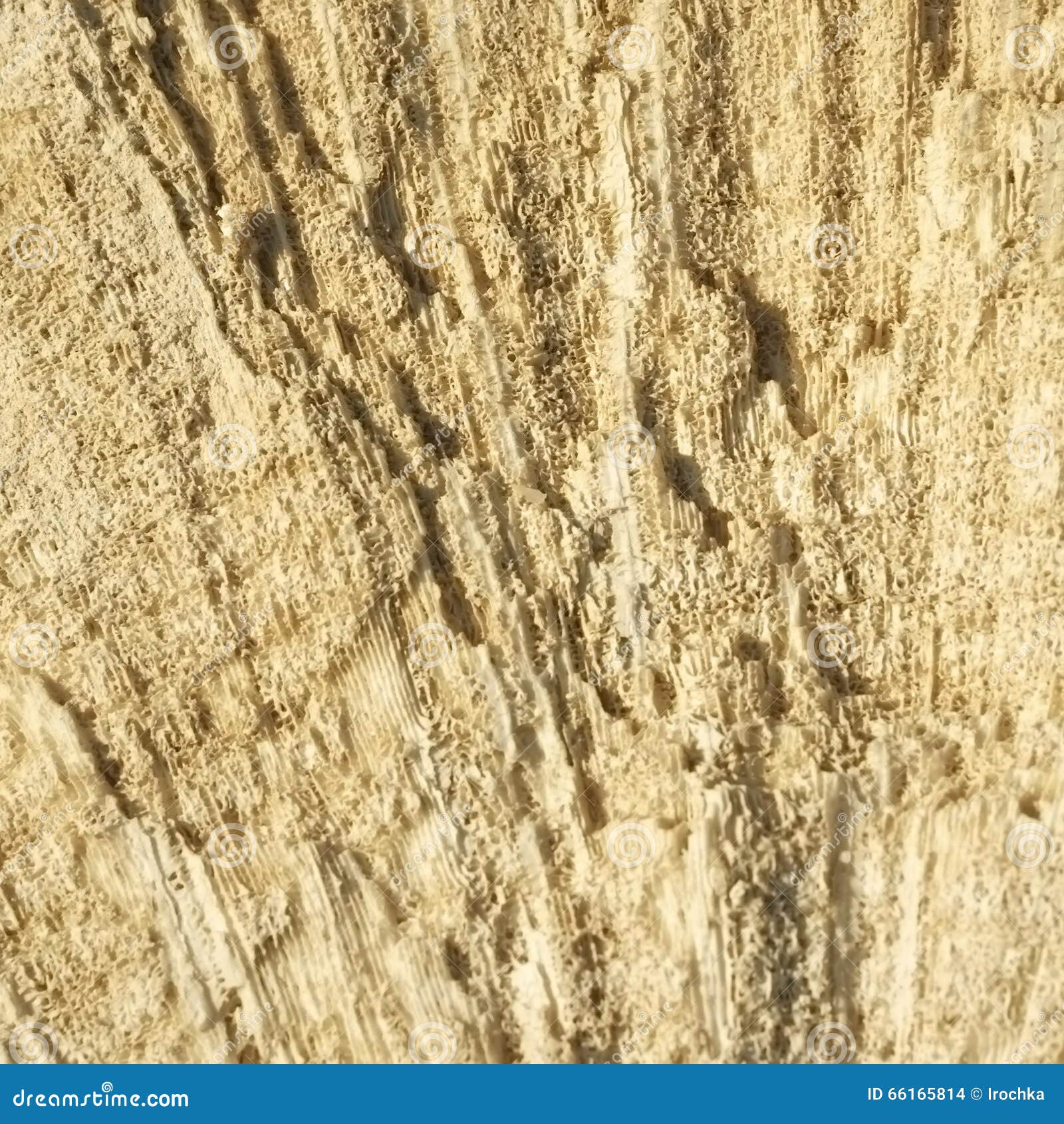 Texture Formed by the Corals in Coastal Limestone. Stock Photo - Image ...