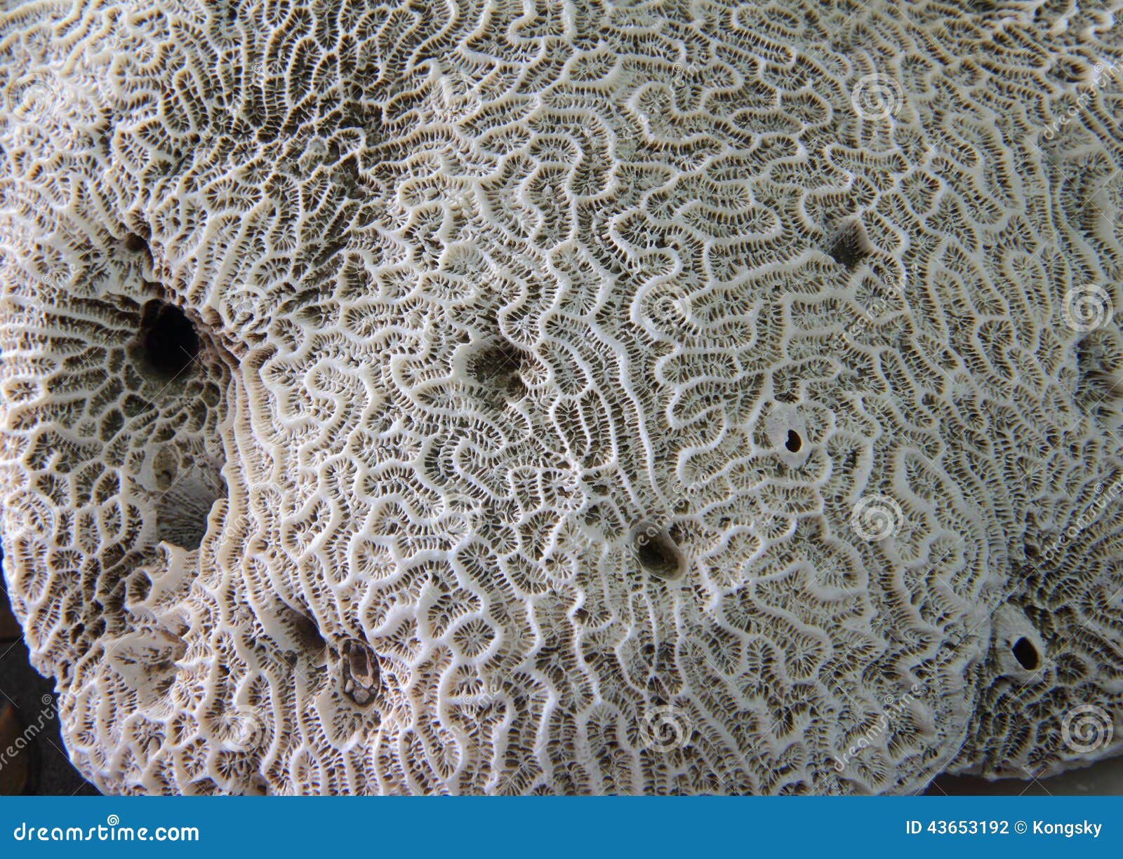 Texture fossile de corail photo stock. Image du nature - 43653192