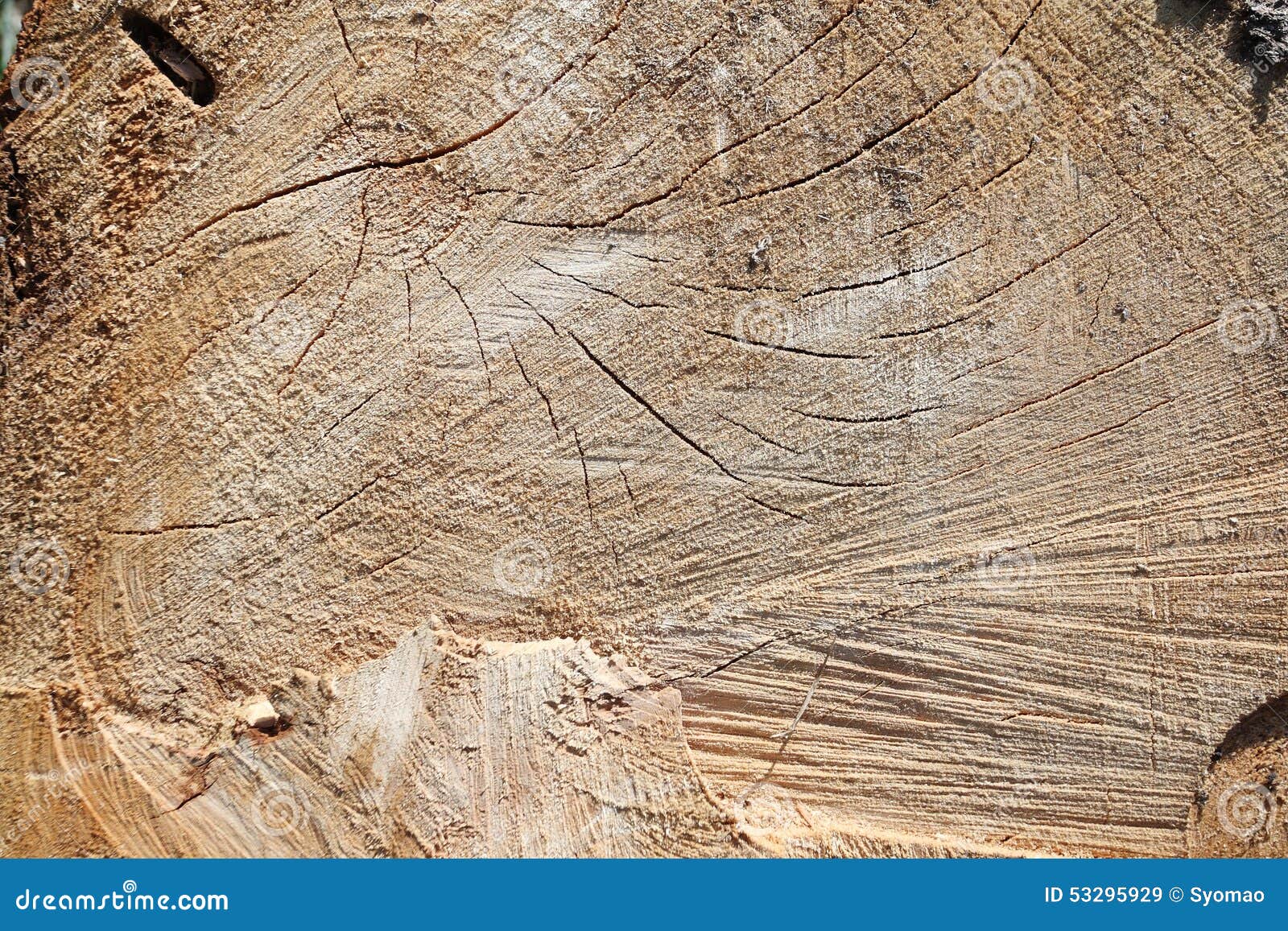 Texture of fresh cut logs stock image. Image of detail - 53295929