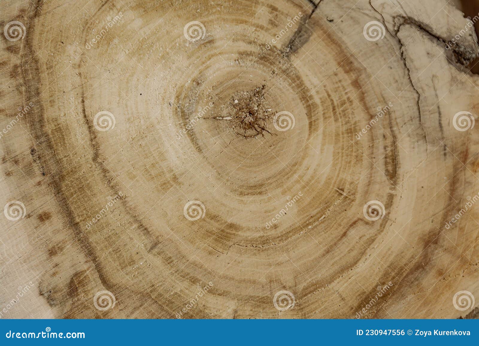 The Texture of a Fresh Cut of an Old Poplar Stock Photo - Image of ...