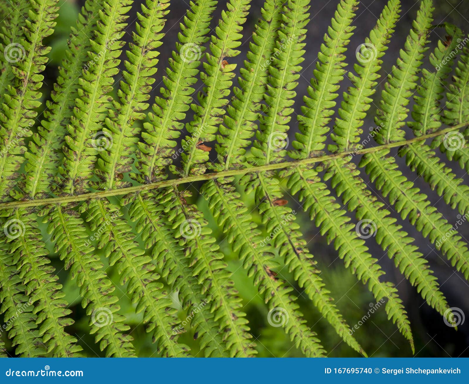 The texture of fresh fern stock photo. Image of plant - 167695740