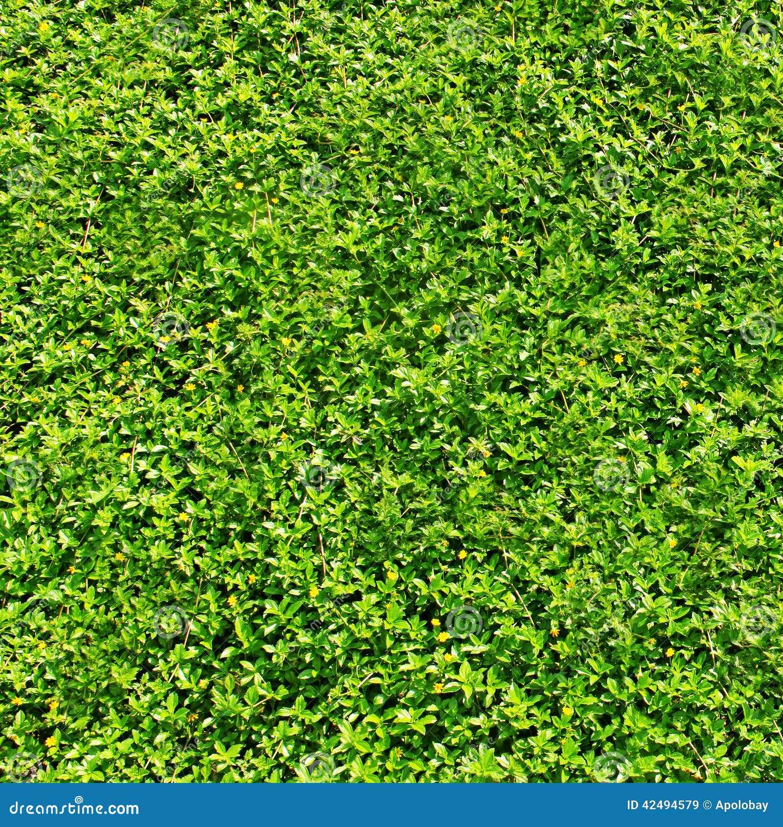 Texture Fresh Green Grass or Foliage Stock Image - Image of freshness ...