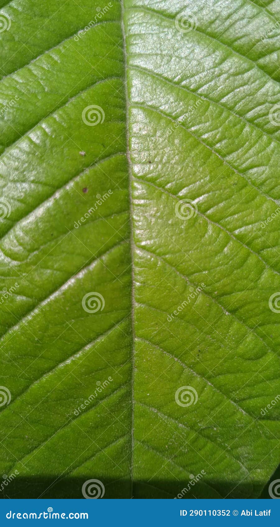 The Texture of Fresh Guava Leaves Can Be Used As a Background Stock ...