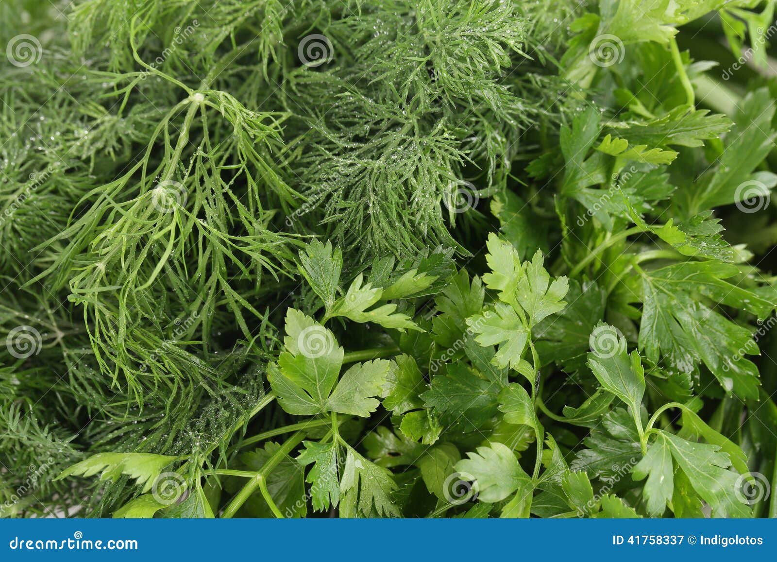 Texture of Fresh Herb Close Up. Stock Image - Image of detail, close ...