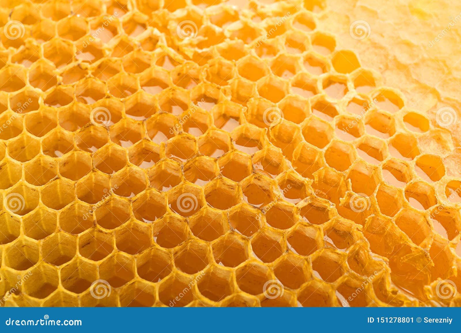 Texture of Fresh Honeycomb, Closeup Stock Image - Image of background ...
