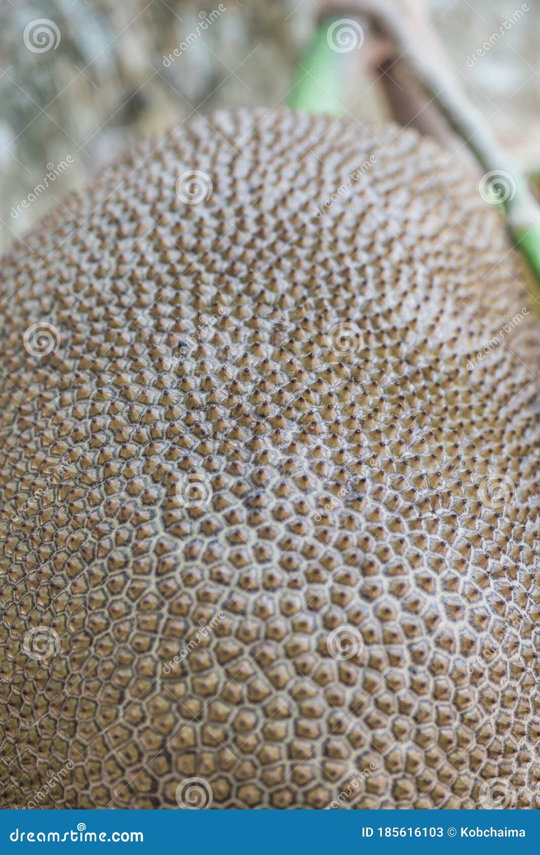 Texture of fresh jackfruit stock image. Image of closeip - 185616103