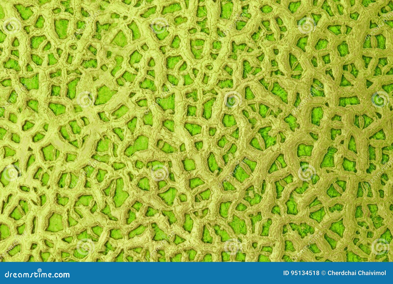 Texture of Fresh Melon Peel Vivid Color Background Stock Photo - Image ...