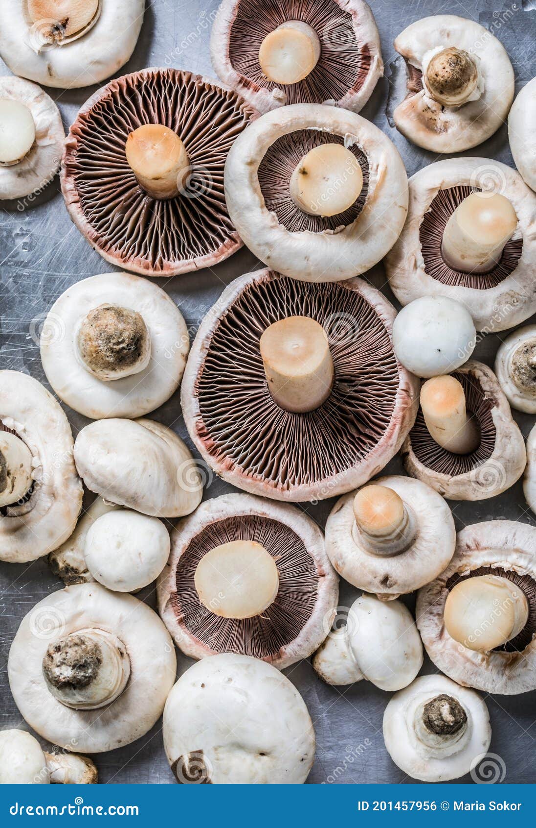 Texture of Fresh Mushrooms. Champignons Button Mushrooms on Smooth ...