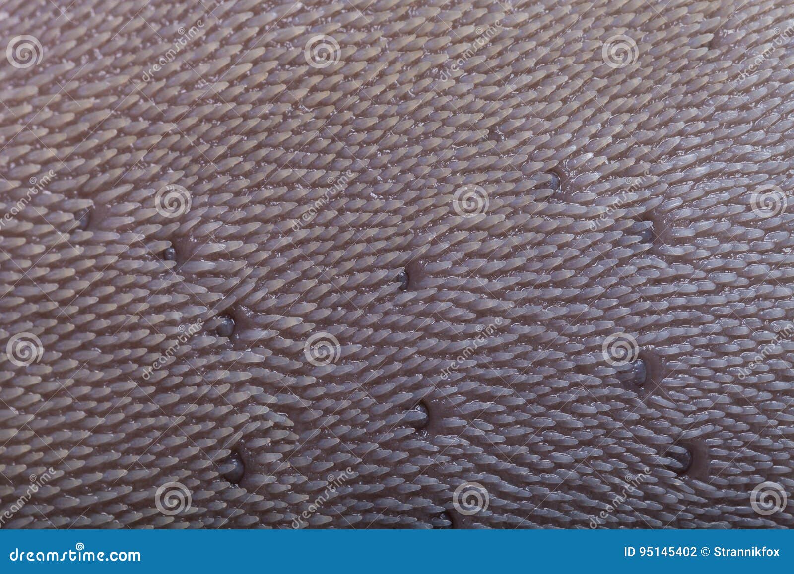 Texture of Fresh Raw Beef Tongue for Background. Selective Focus Stock ...