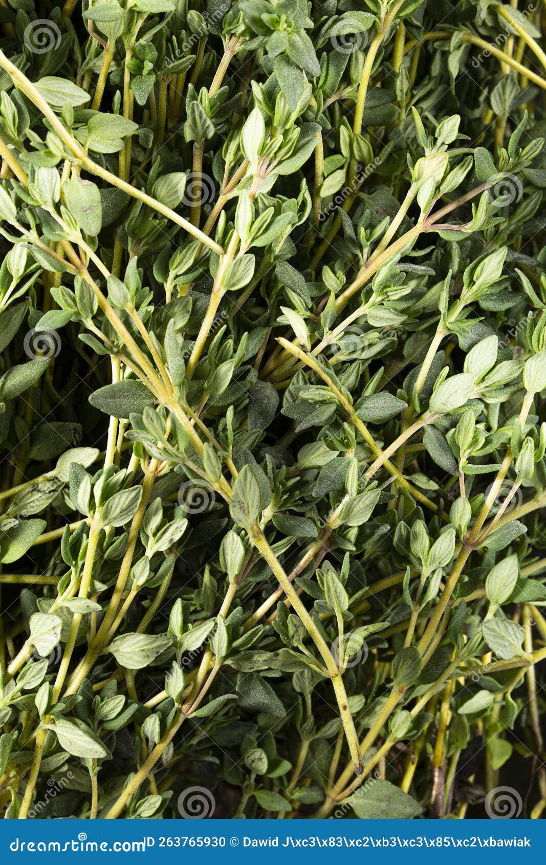 Texture of Fresh Thyme As a Background. Close Shot of Thyme Stock Photo ...