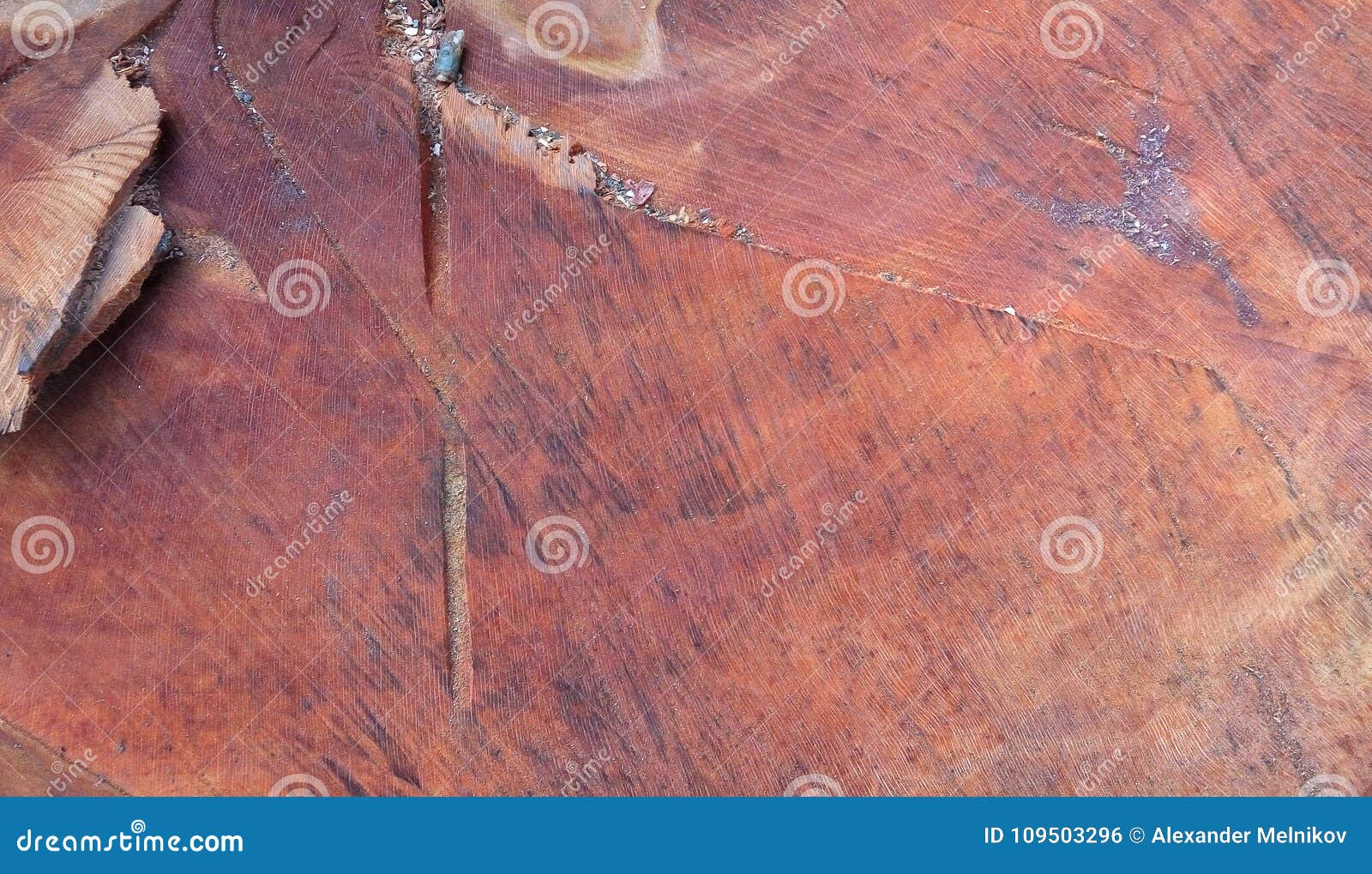 Texture of a Freshly Chopped Tree Stock Photo - Image of forest, macro ...