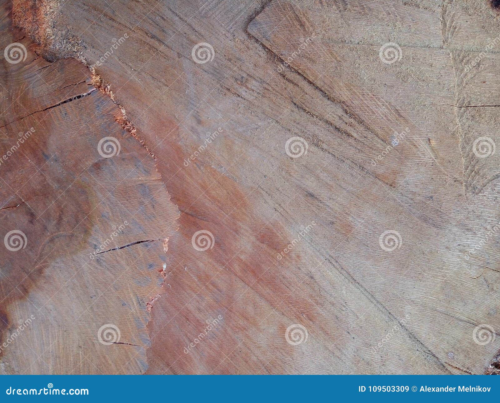 Texture of a Freshly Chopped Tree Stock Image - Image of rings, nature ...