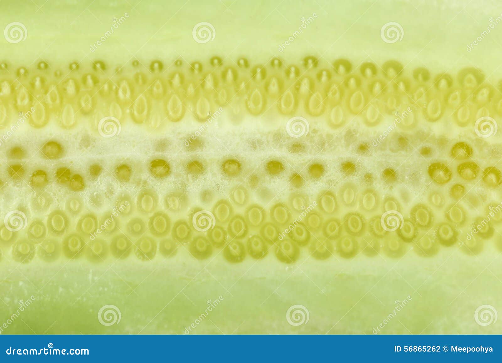 Texture of Freshness Cucumber. Stock Photo - Image of vegetable, nature ...