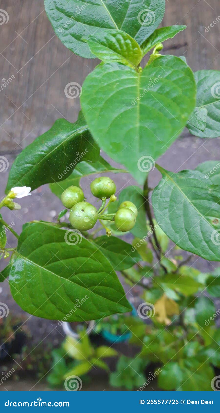 Texture and the Fruit of the Badge Tree Stock Photo - Image of shrub ...