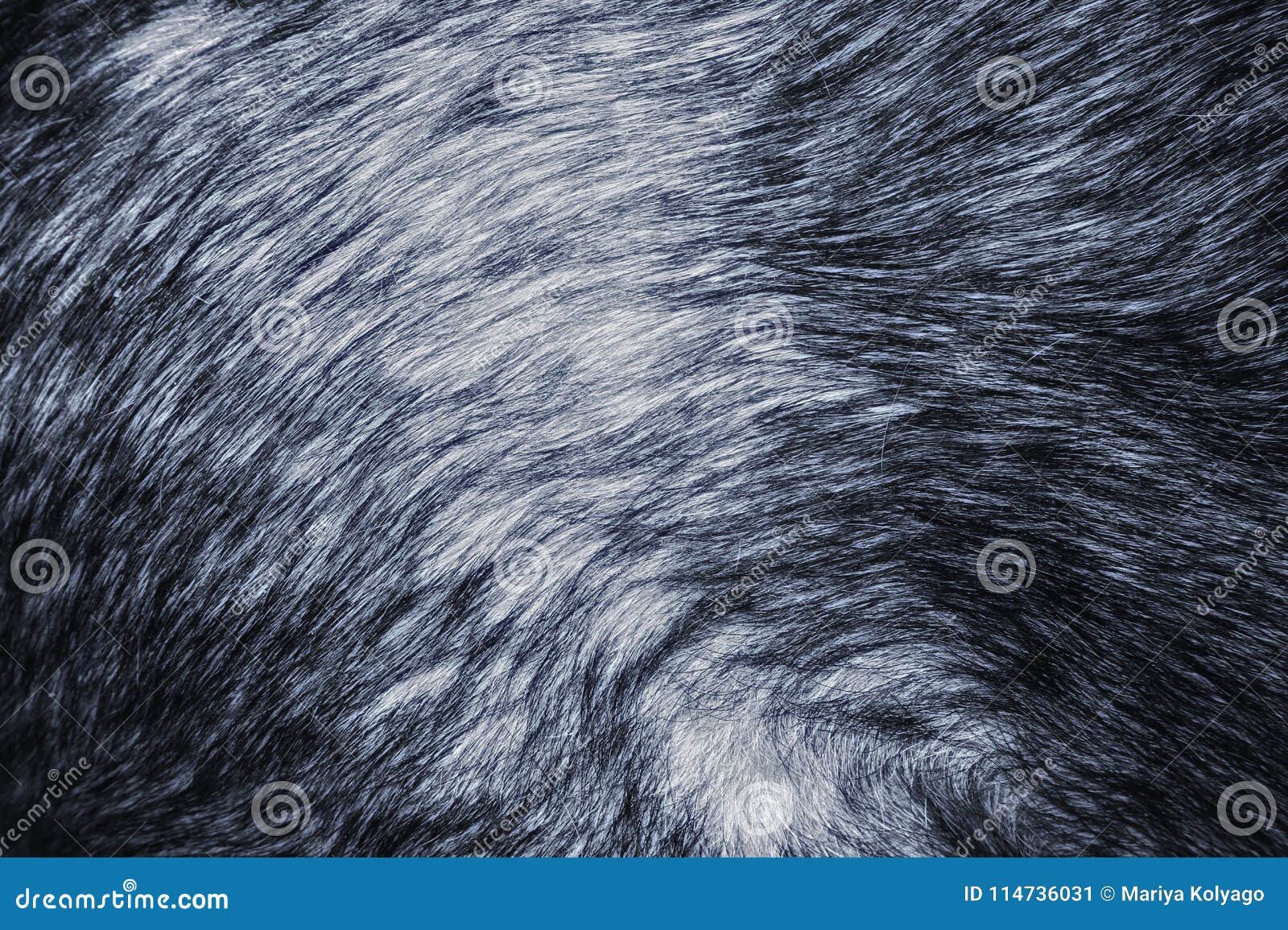 The Texture of Fur in Blue and Gray Tone. Stock Image - Image of white ...
