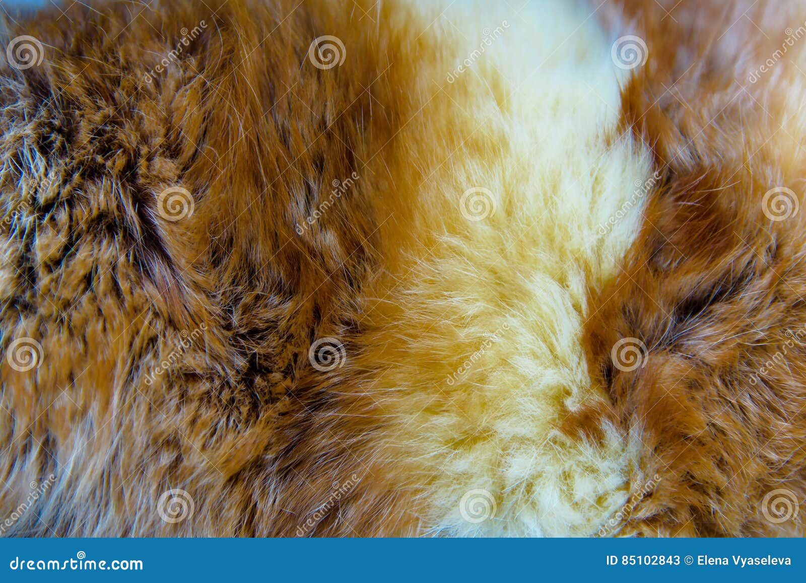 Texture of Fur - Fox - High Resolution Stock Image - Image of skin ...