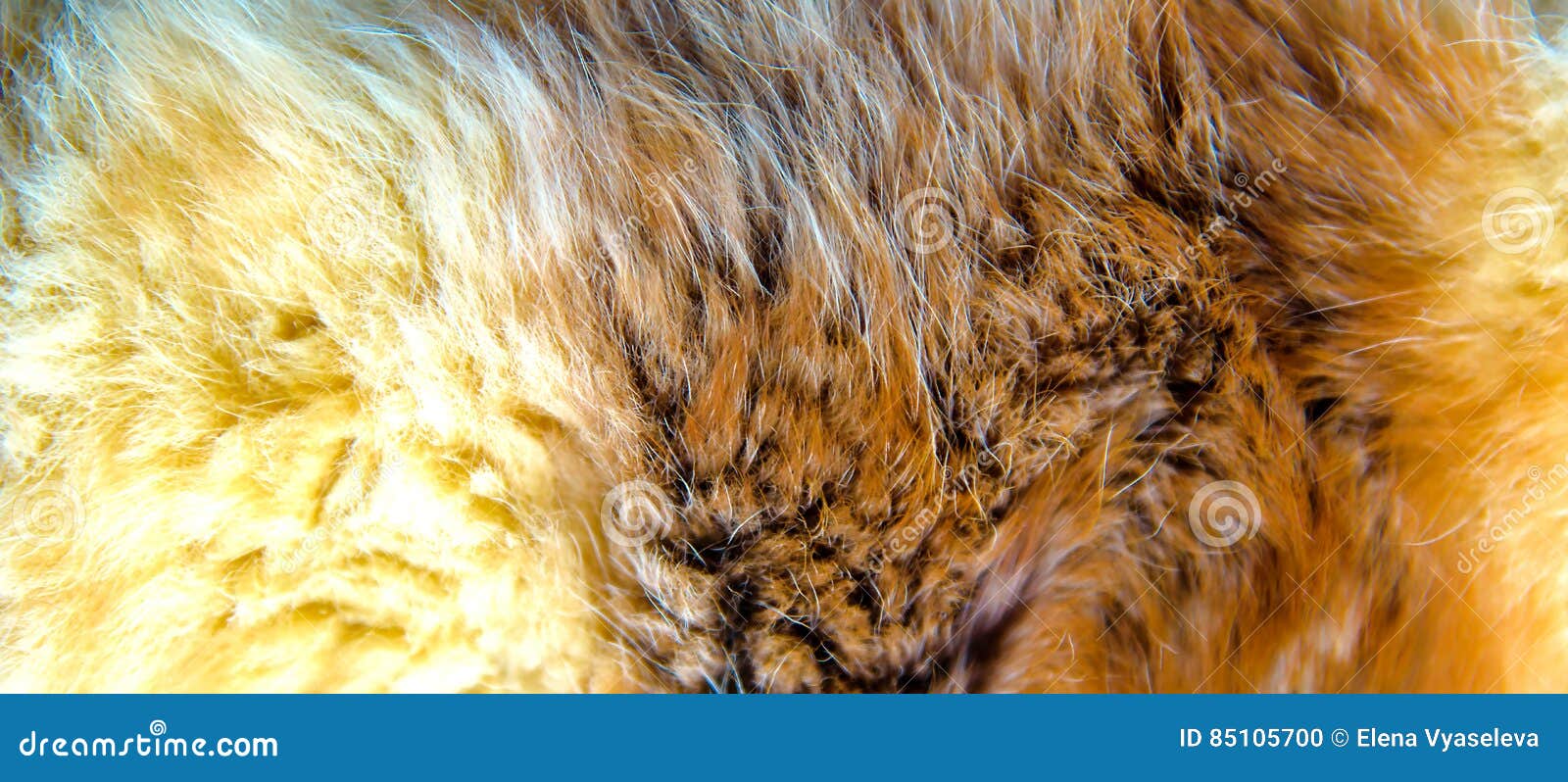 Texture of Fur - Fox - High Resolution Stock Photo - Image of closeup ...