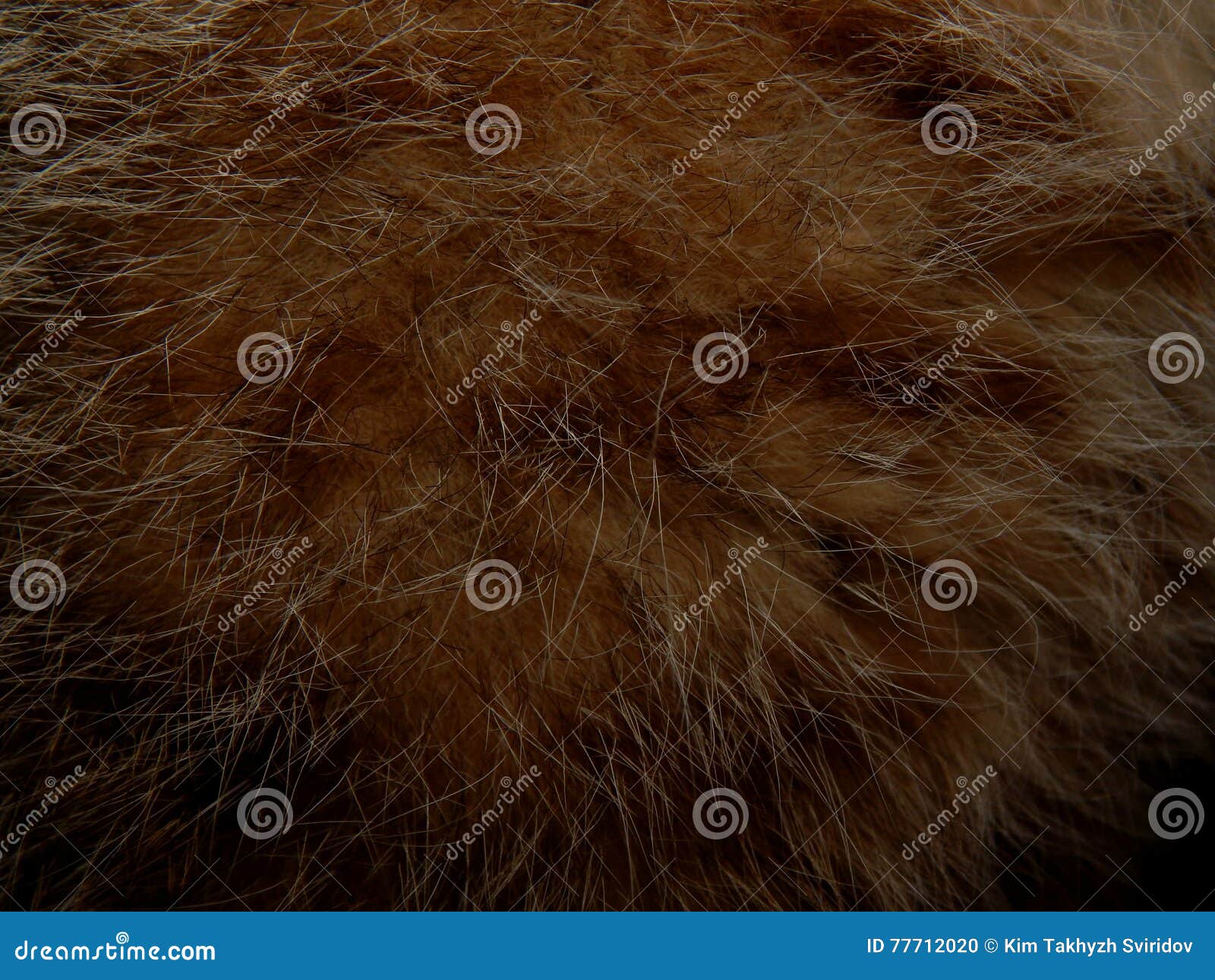 The Texture of Fur Wild Animal Close Up Stock Photo - Image of black ...