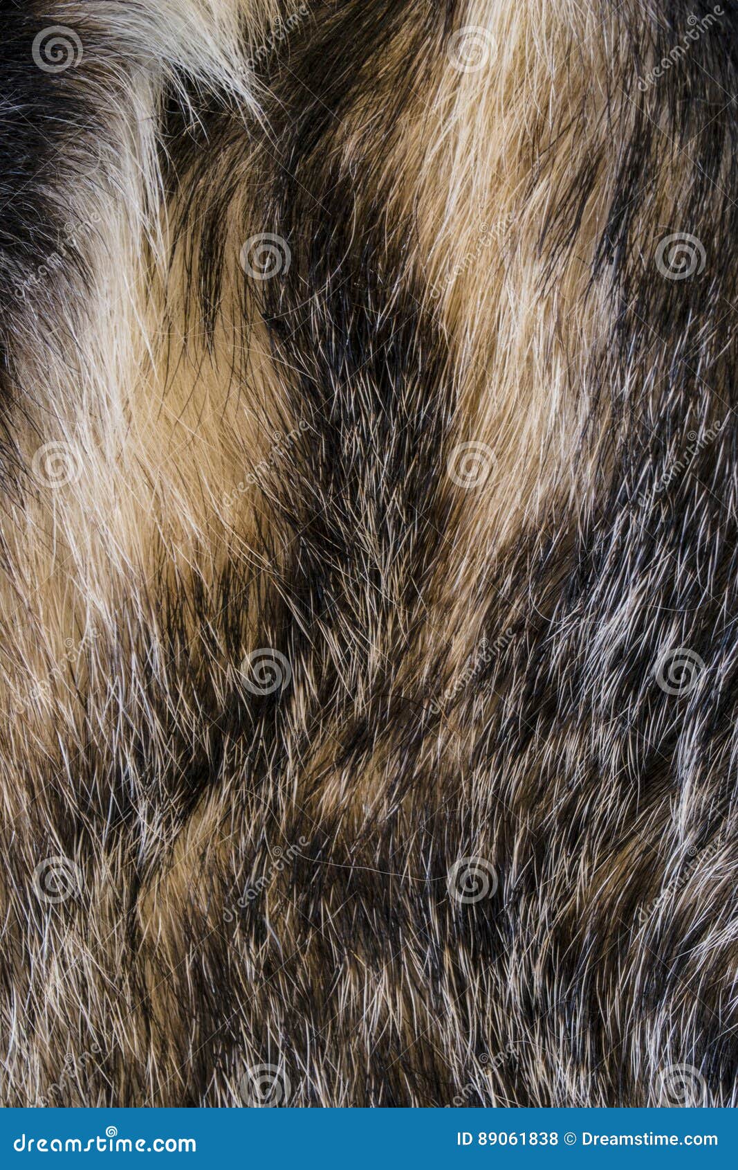 Texture of Furs Badger Wild Stock Photo - Image of wool, colored: 89061838