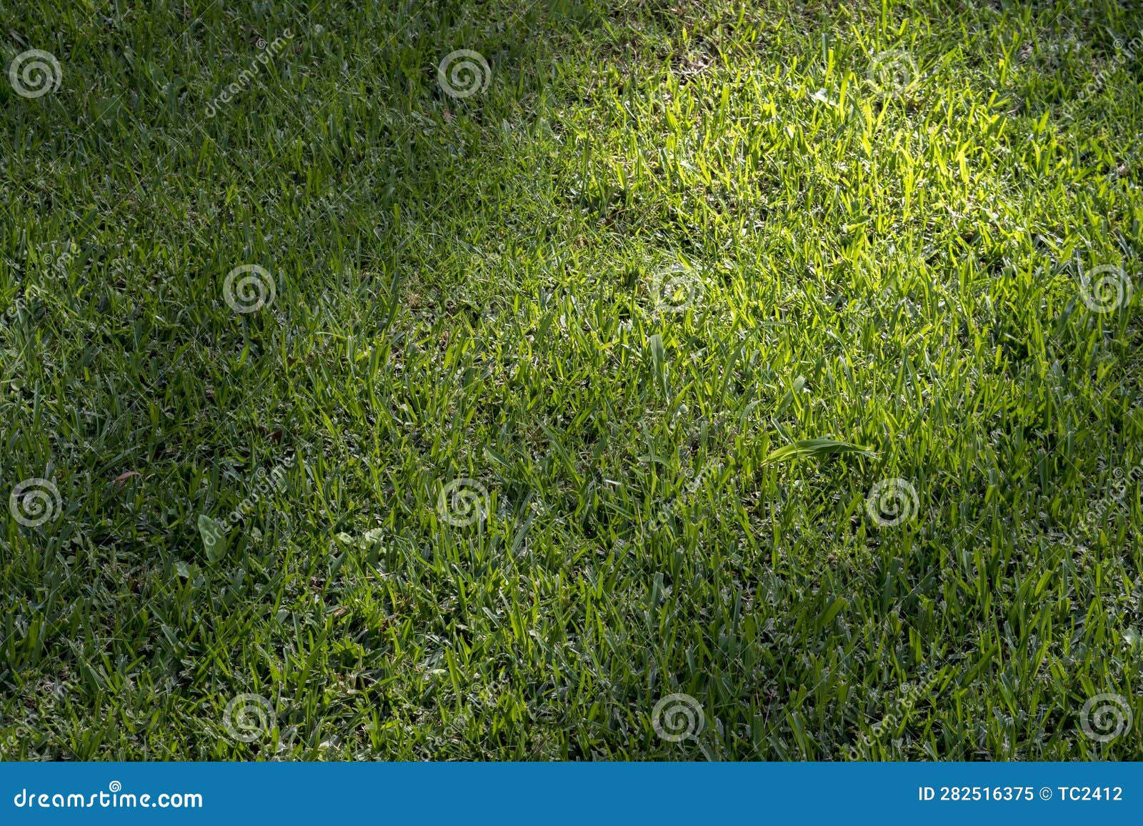 Texture of a garden grass stock image. Image of lawn - 282516375