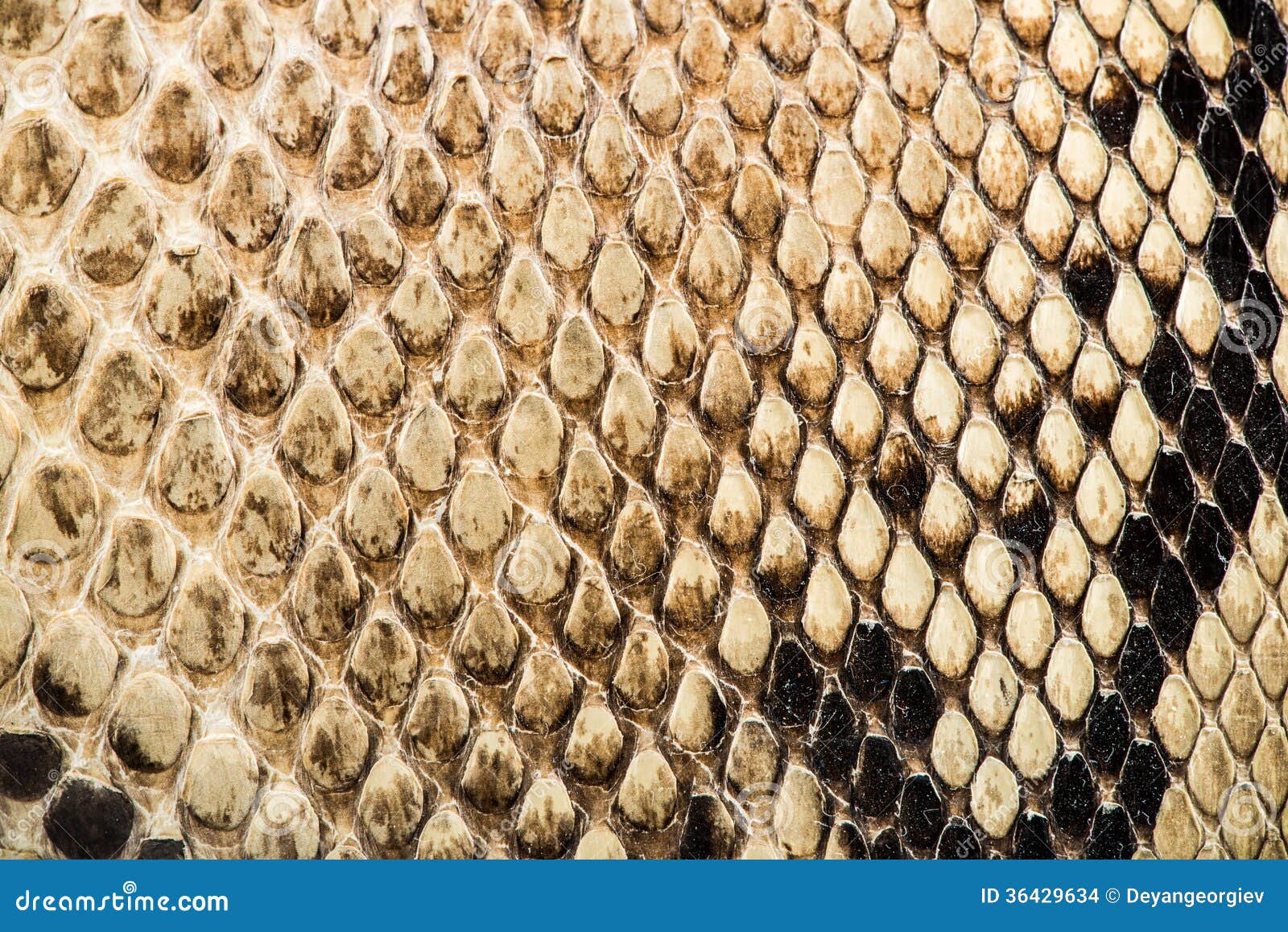 Texture of Genuine Snakeskin Stock Photo - Image of beige, leatherwork ...