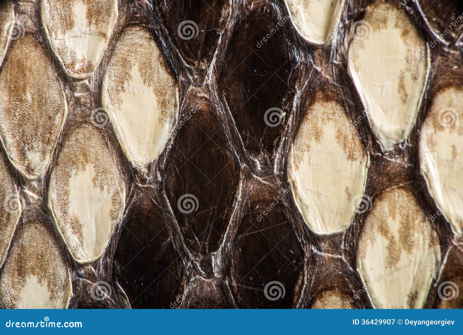 Texture of Genuine Snakeskin Stock Image - Image of genuine, fashion ...