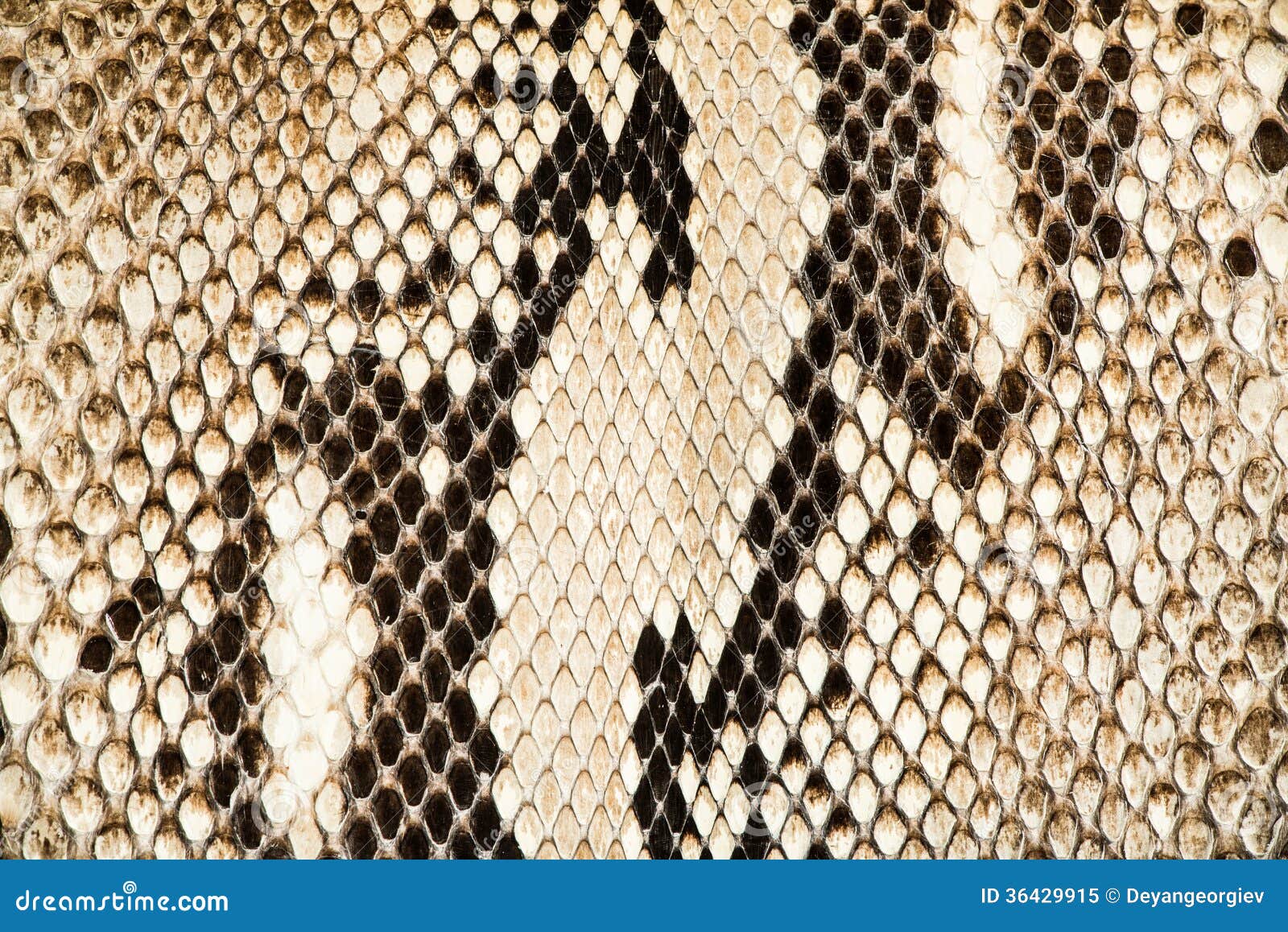 Texture of Genuine Snakeskin Stock Image - Image of macro, muster: 36429915