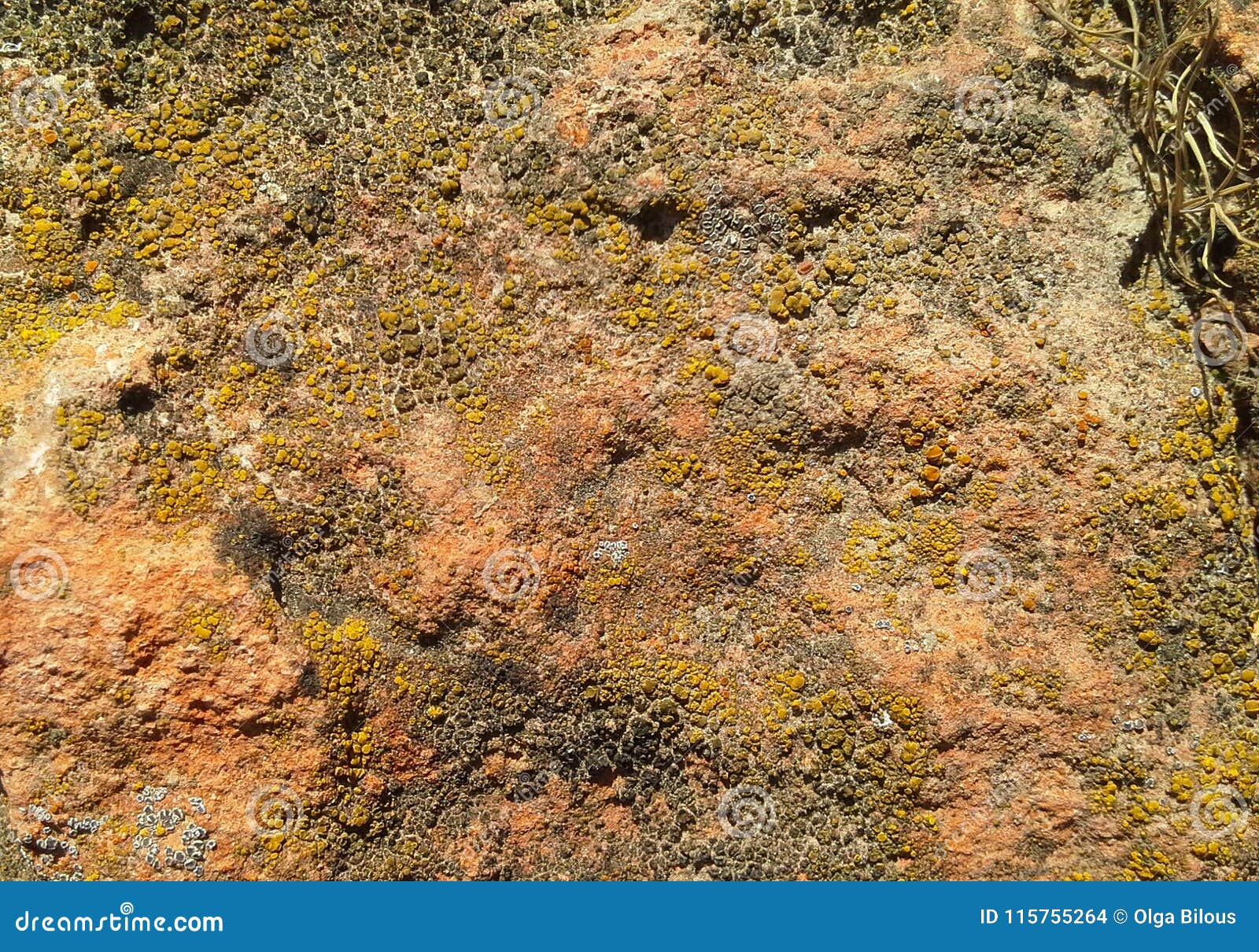 Texture geologic stock photo. Image of moss, stone, texture - 115755264