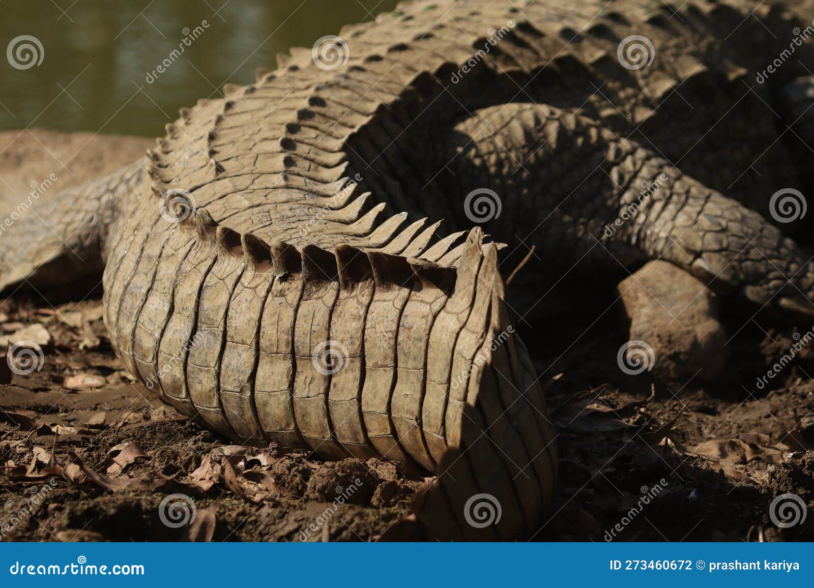 Texture or Geometric Pattern on Crocodile Body Stock Photo - Image of ...