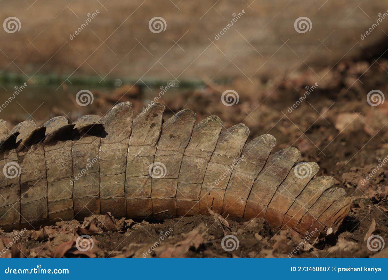 Crocodile Body Parts Including Legs ,scaly Skin And Tail Stock ...