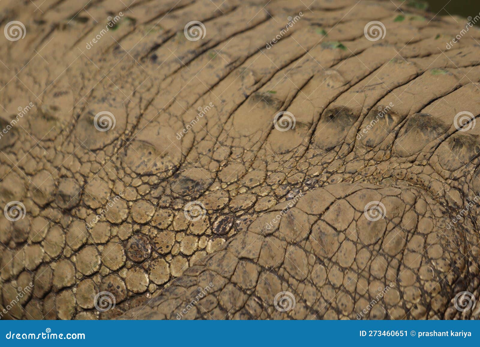 Crocodile Body Parts Including Legs ,scaly Skin And Tail Stock ...