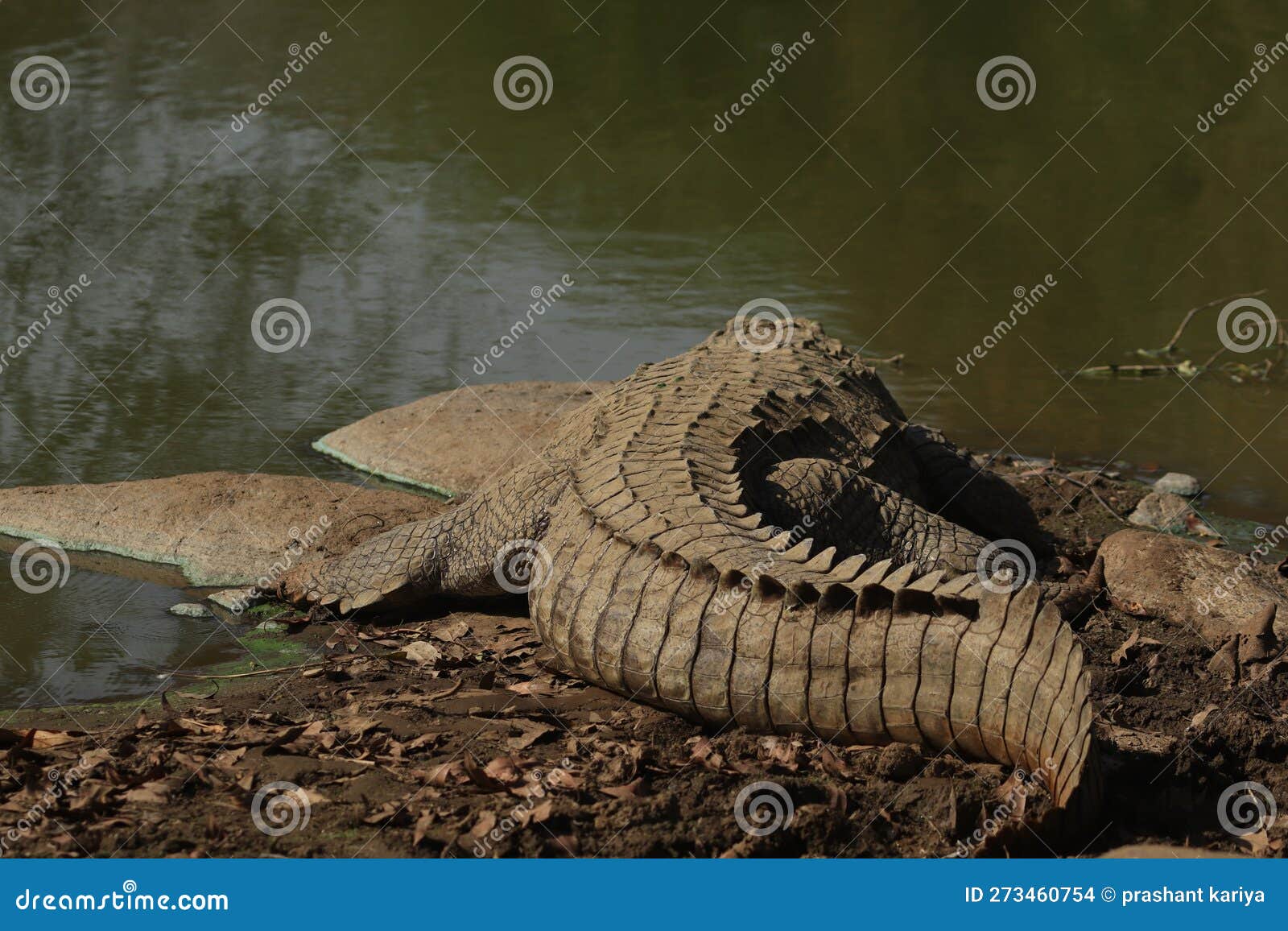Texture or Geometric Pattern on Crocodile Body Stock Photo - Image of ...