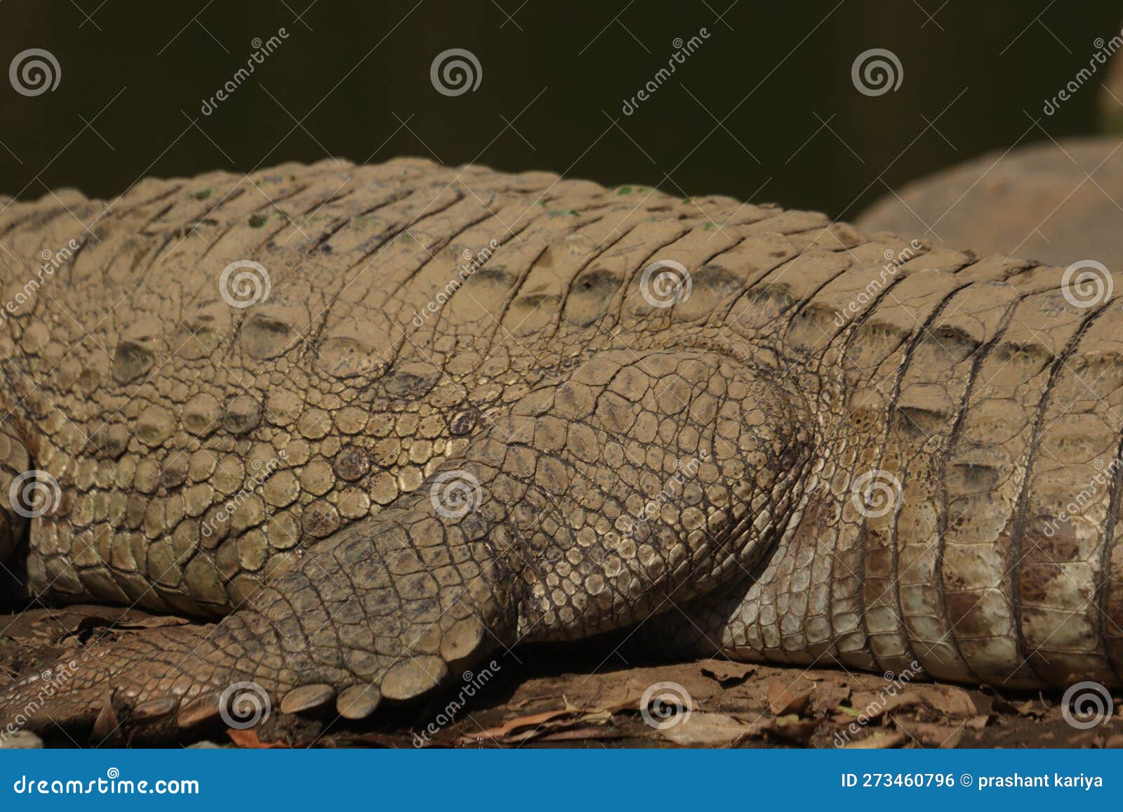 Texture or Geometric Pattern on Crocodile Body Stock Photo - Image of ...