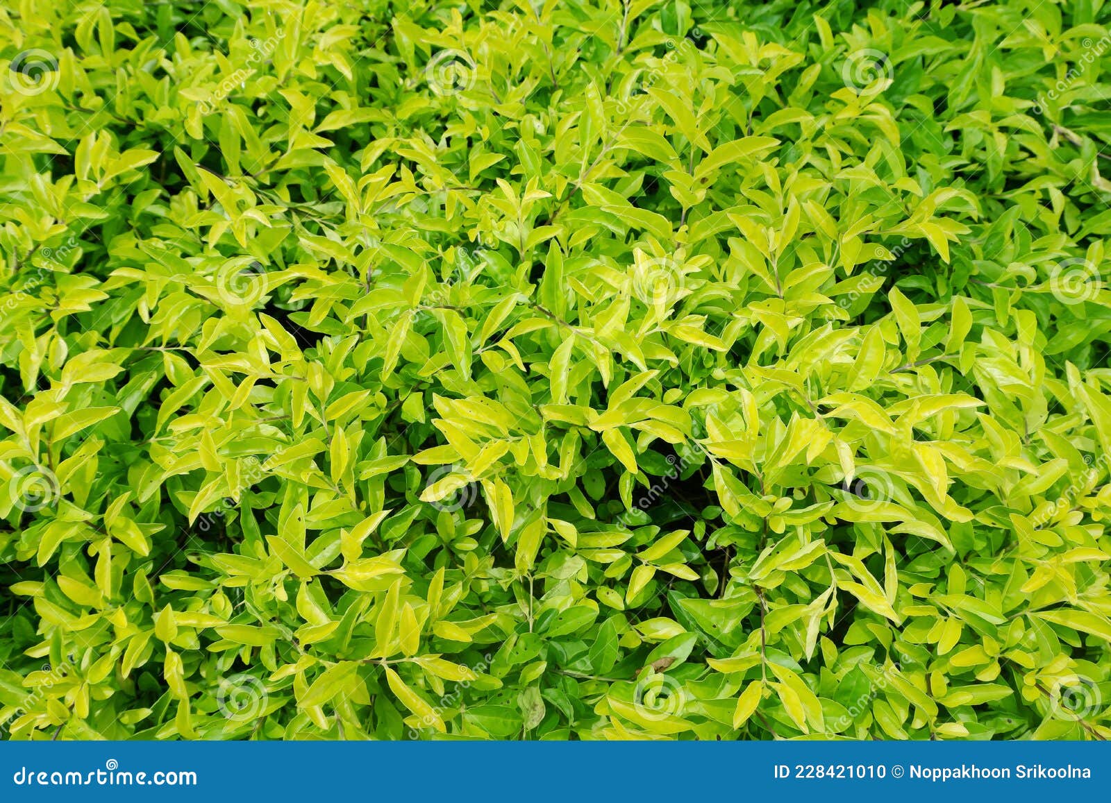 Texture of golden tea tree stock photo. Image of decoration - 228421010