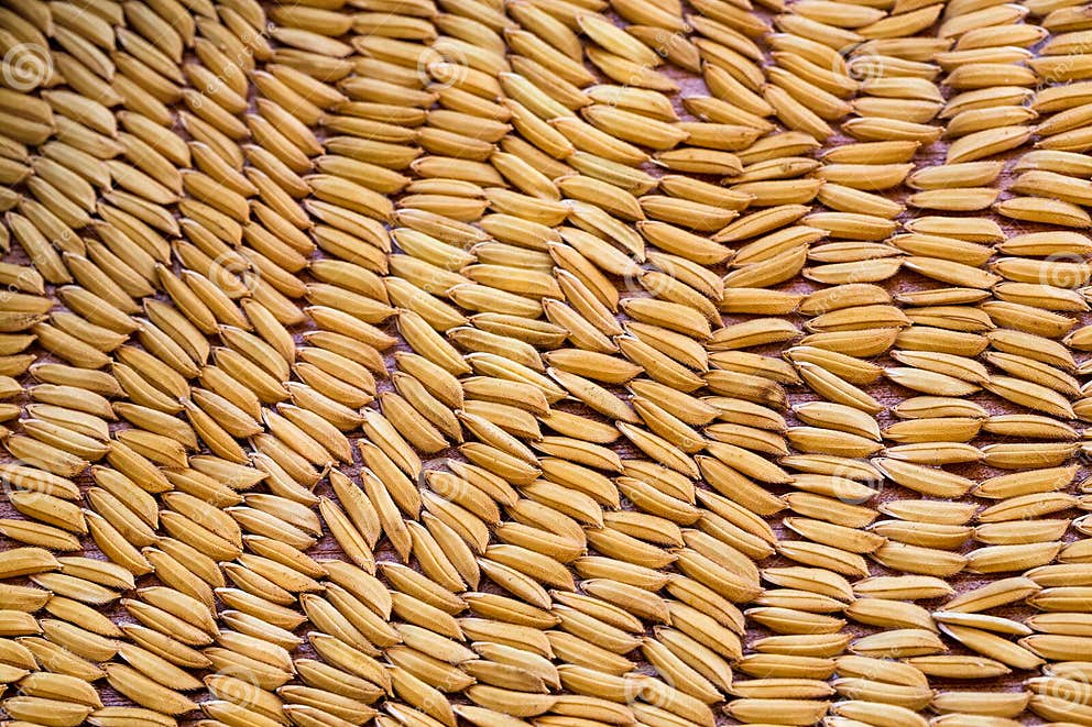 Texture of grain paddy. stock photo. Image of design - 273746844