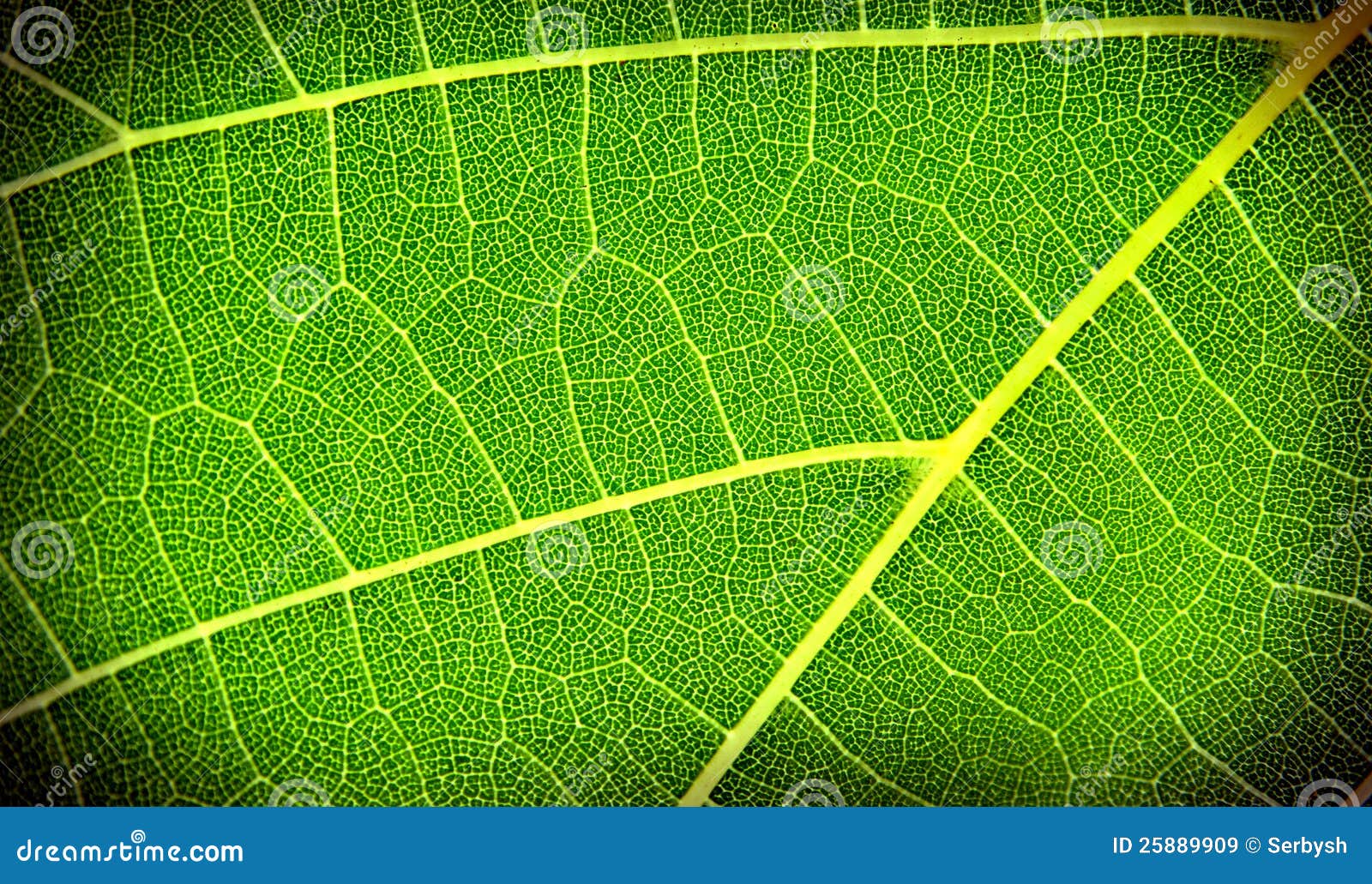 Texture of the grape leaf stock image. Image of greenery - 25889909