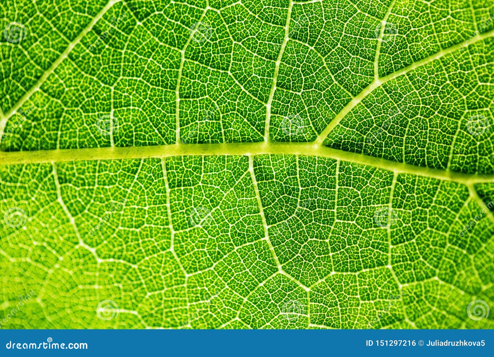 The Texture Of A Grape Leaf, The Smallest Network Of Feeding Veins Is ...