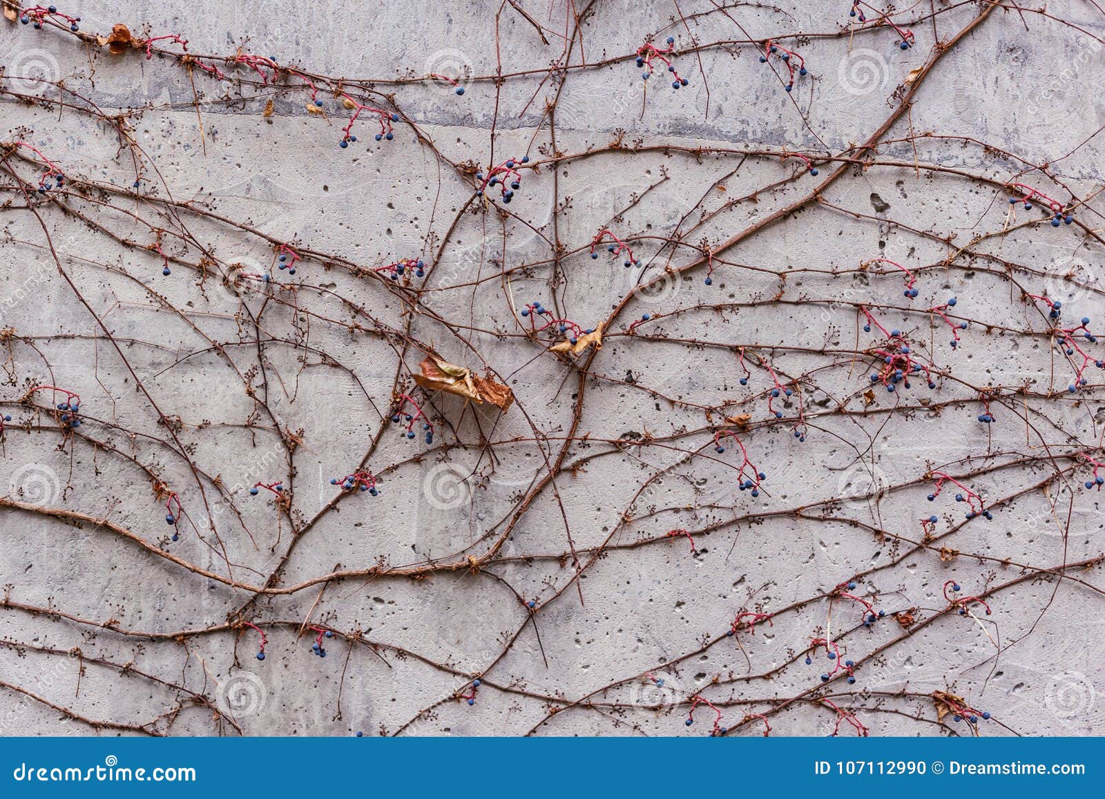 The Texture Of A Grape Leaf, The Smallest Network Of Feeding Veins Is ...