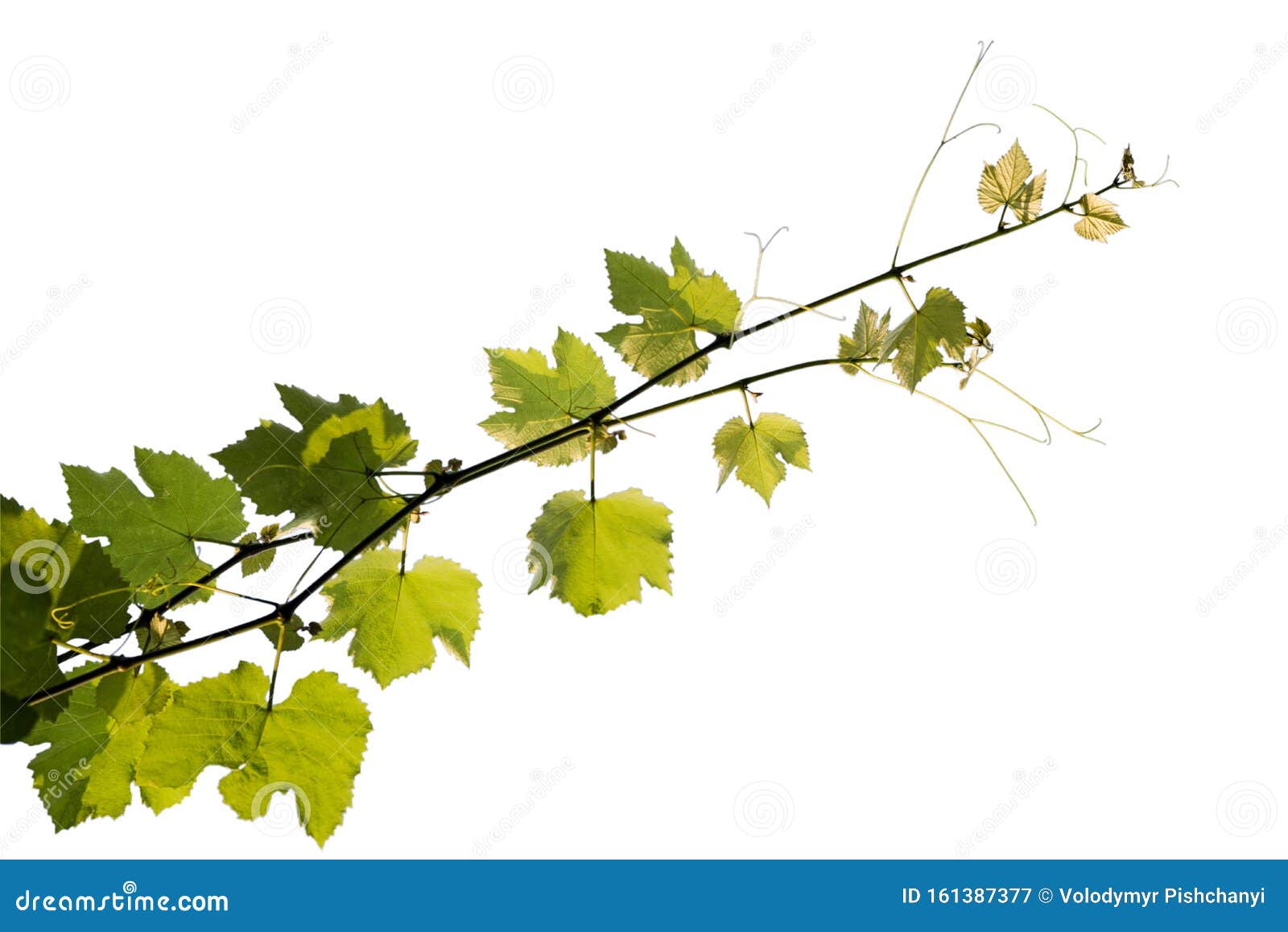 The Texture Of A Grape Leaf, The Smallest Network Of Feeding Veins Is ...