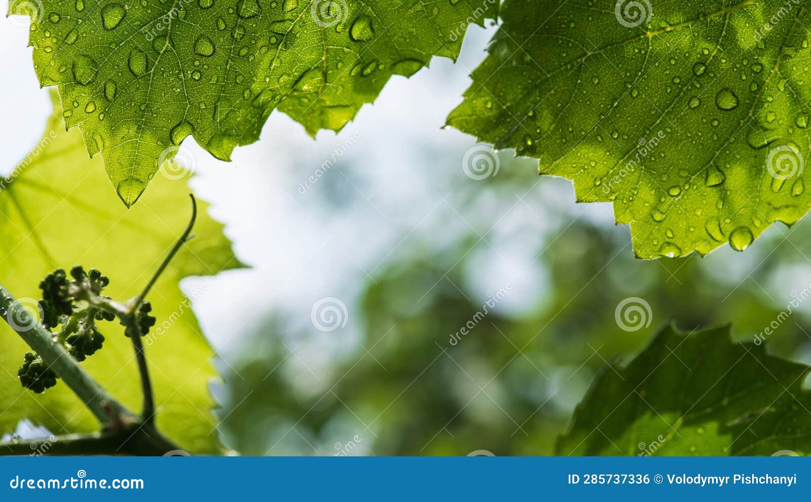 The Texture of a Grape-vine with Leaves and Grapes Ovary with Water ...