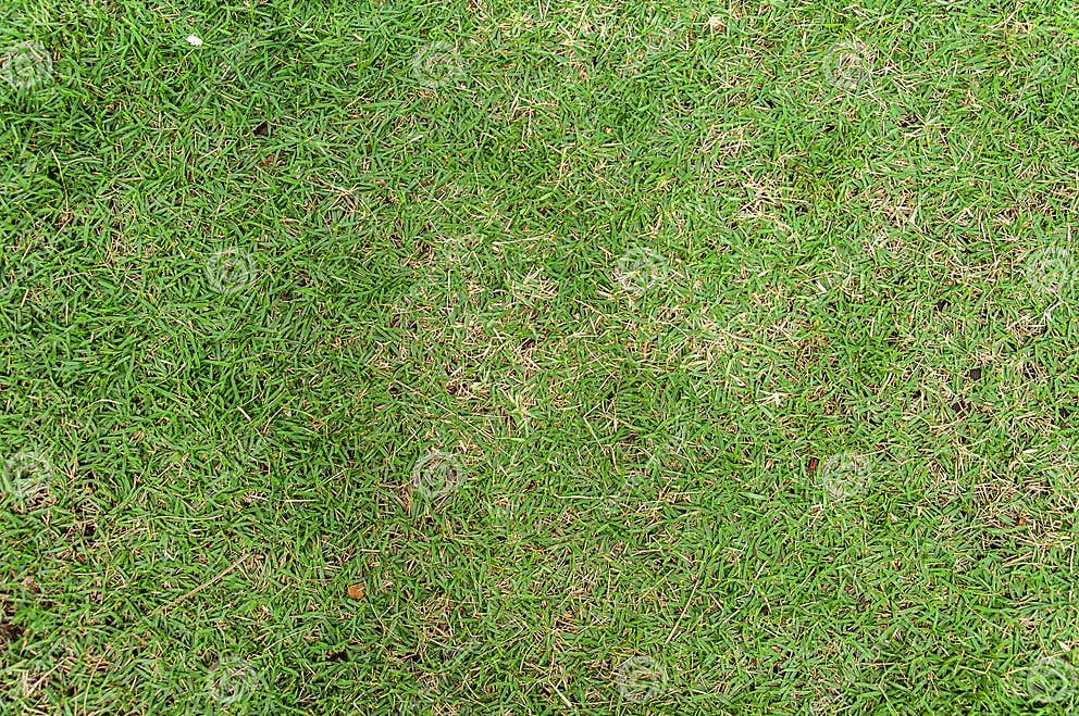 Texture grass stock image. Image of surface, detail, background - 46590669