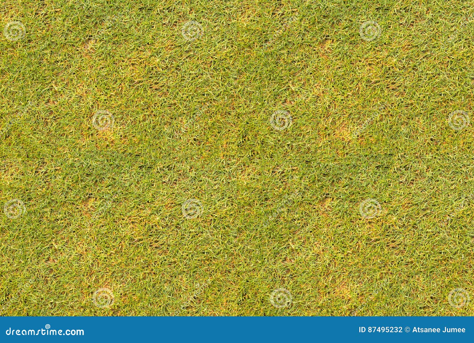 Background Texture Grass Golf Course. Stock Photo - Image of lush ...