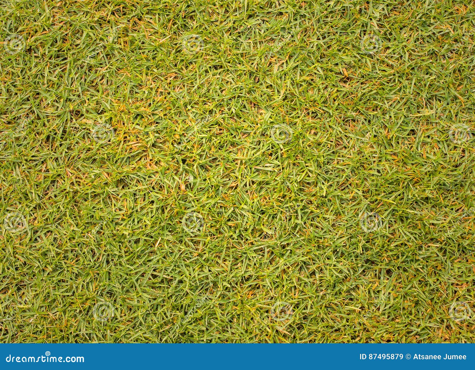 Grass Texture Golf Course Background Stock Image - Image of beautiful ...
