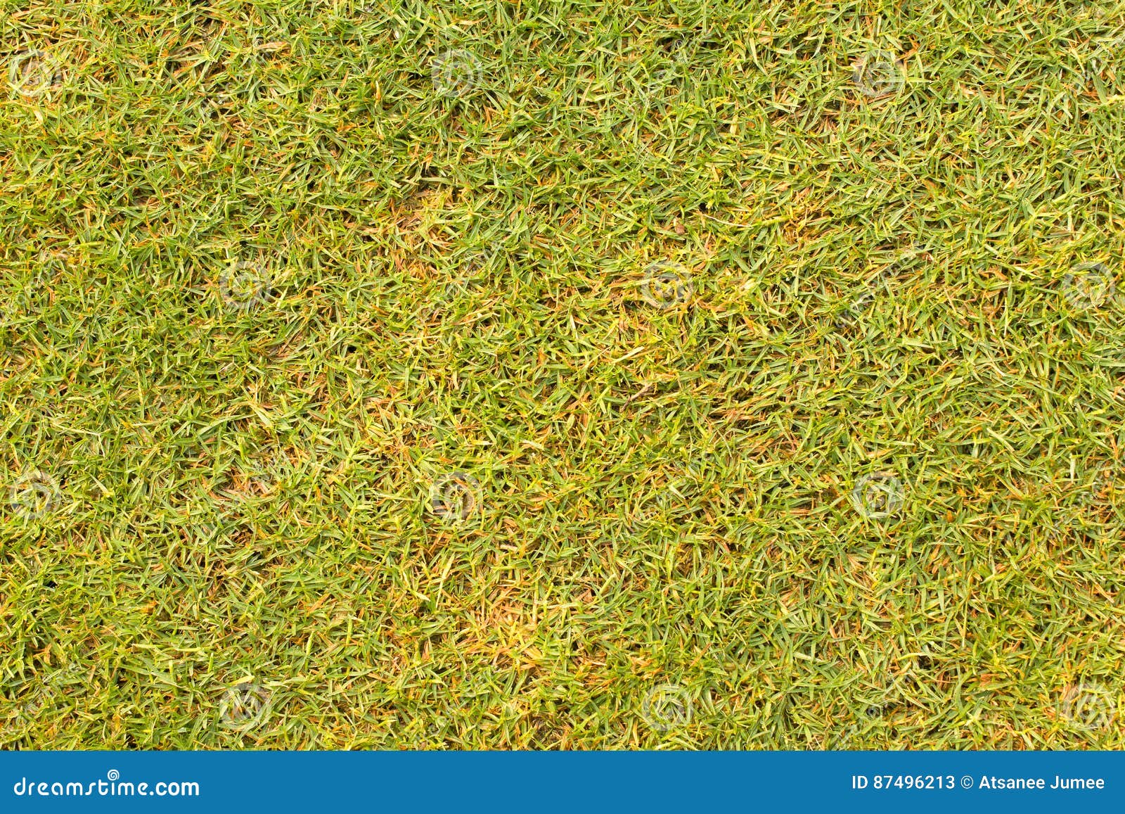 Grass Texture Golf Course Background Stock Image - Image of ground ...