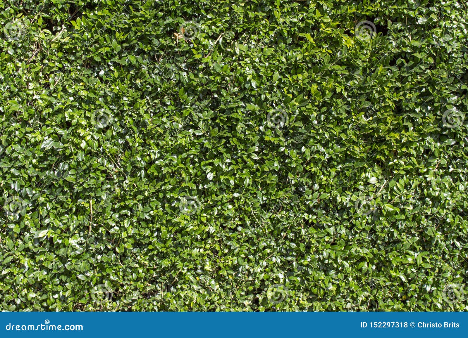 Texture Grass Green Bush Background Outdoor Stock Photo - Image of bush ...