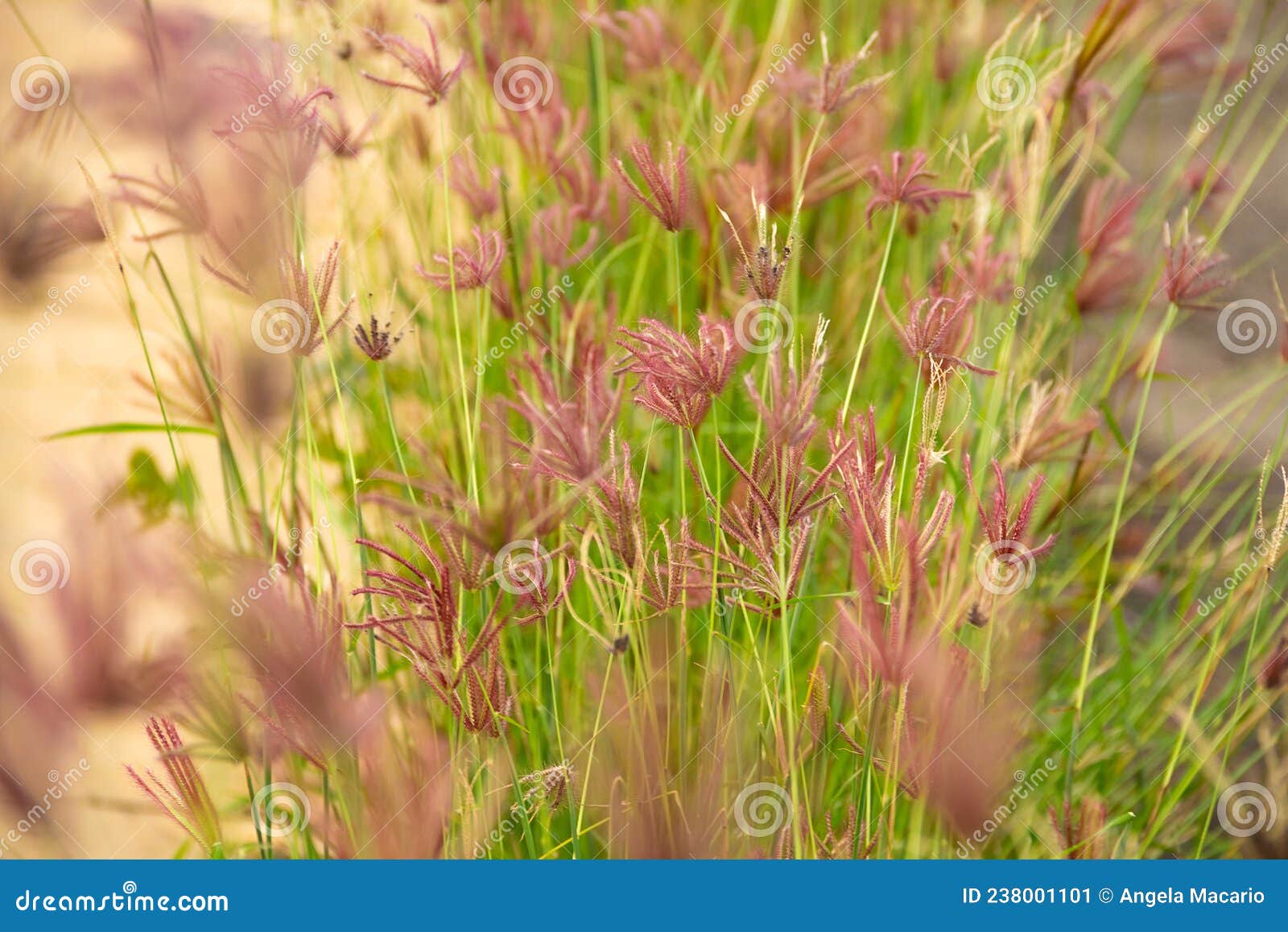 Texture of Grass on the Ground. Stock Image - Image of garden, botany ...